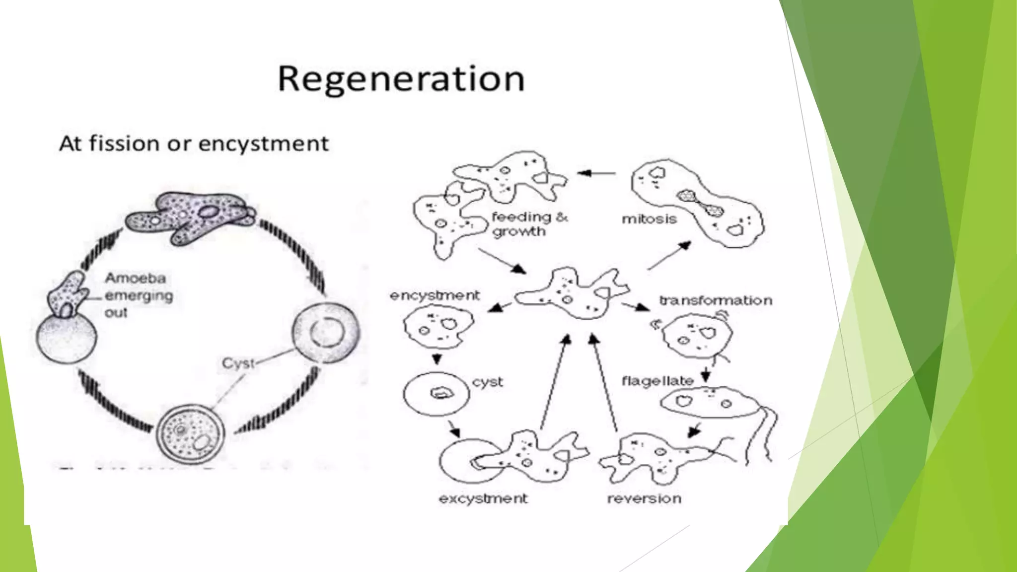 Reproduction in protozoa | PPTX
