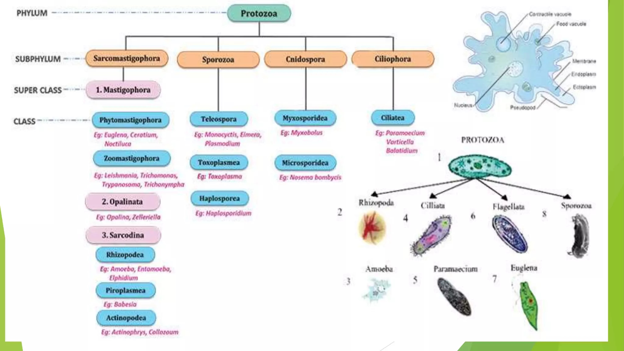 Reproduction in protozoa | PPTX