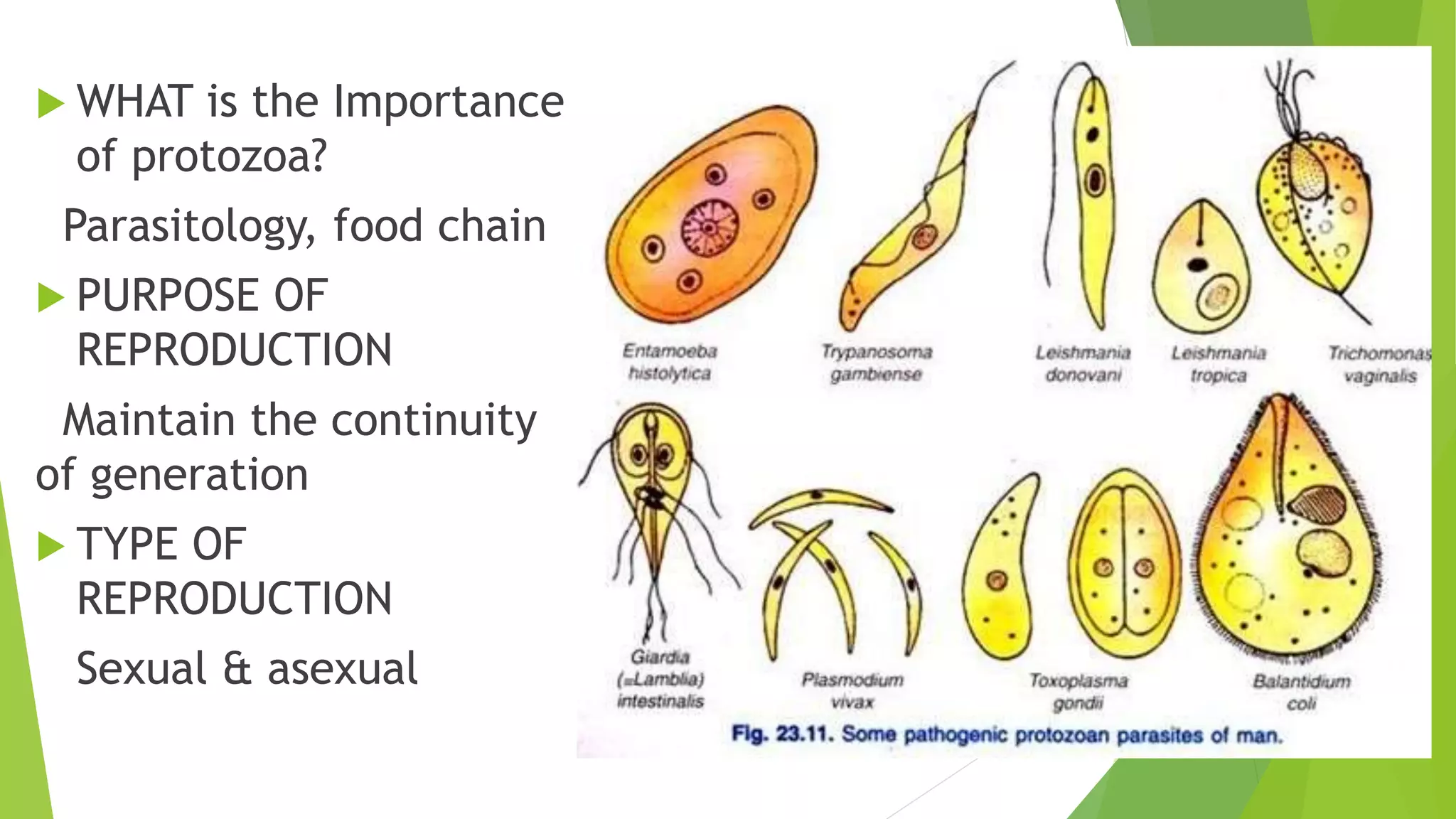 Reproduction in protozoa | PPTX