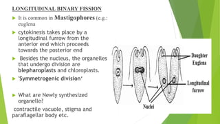 Reproduction in protozoa | PPTX