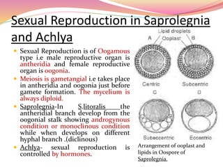 Reproduction in saprolegniales | PPTX | Biological Sciences | Science