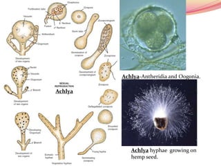 Reproduction in saprolegniales | PPTX | Biological Sciences | Science