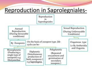 Reproduction in saprolegniales | PPTX | Biological Sciences | Science