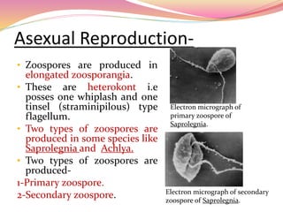 Reproduction in saprolegniales | PPTX | Biological Sciences | Science