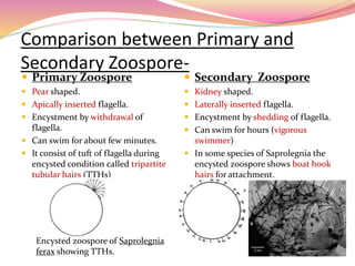 Reproduction in saprolegniales | PPTX | Biological Sciences | Science