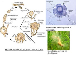 Phylum Oomycota Saprolegnia