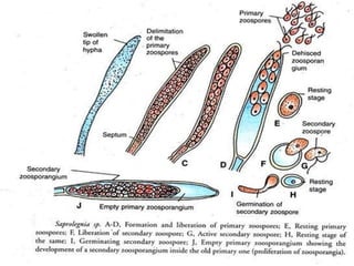 Phylum Oomycota Saprolegnia
