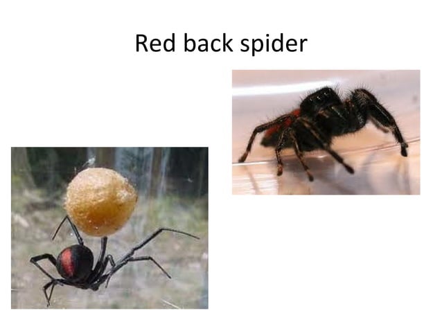 Reproduction in spiders | PPT