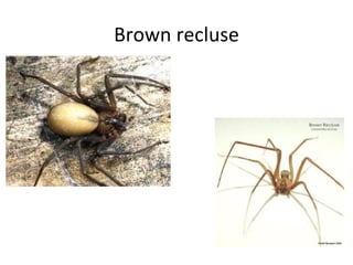 Reproduction in spiders | PPT | Reptiles | Pets