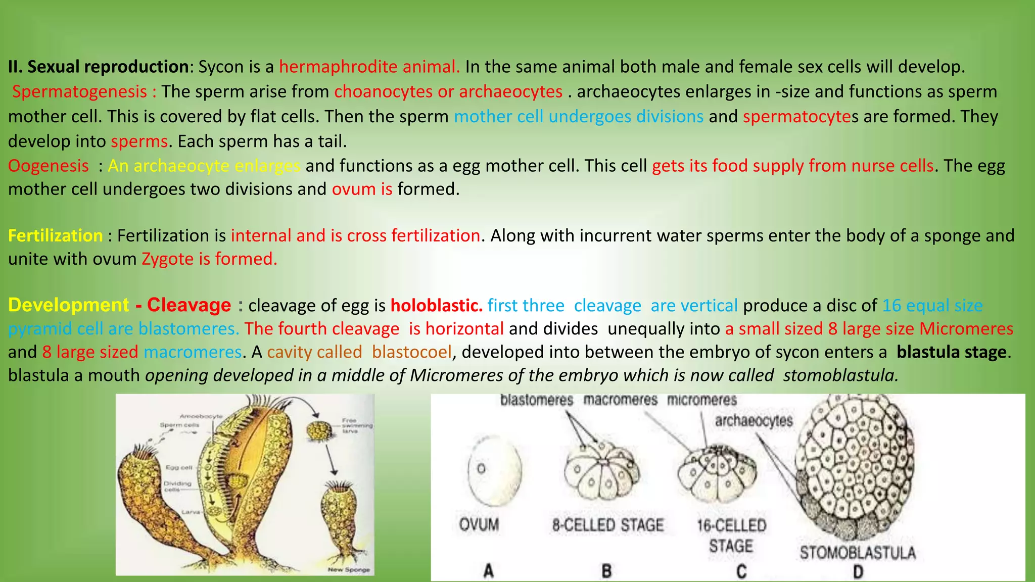 Reproduction in sycon, Asexual & Sexual reproduction, Gemmule process ...