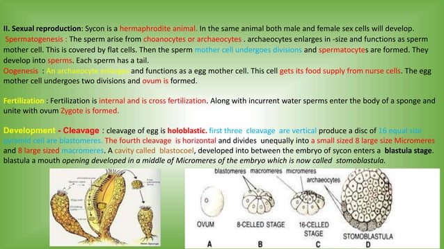 Reproduction in sycon, Asexual & Sexual reproduction, Gemmule process ...