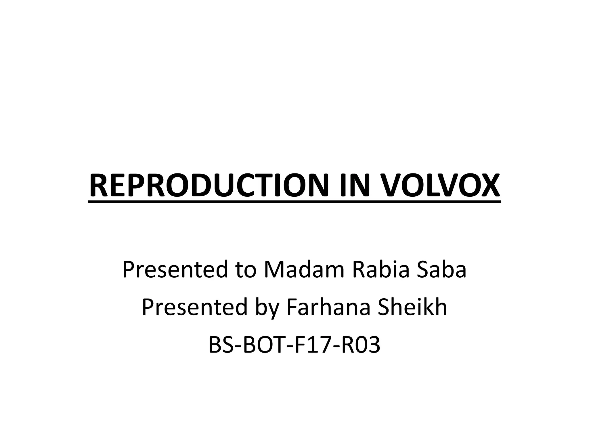 Reproduction in volvox | PPTX