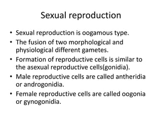 Reproduction in volvox | PPTX