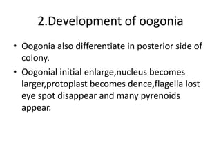 Reproduction in volvox | PPTX