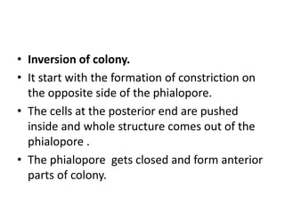 Reproduction in volvox | PPTX