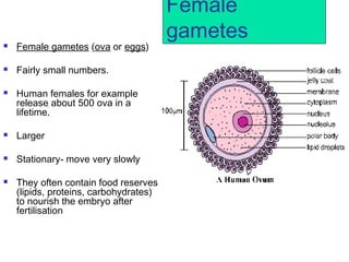 Reproduction lessson 1 | PPT | Infertility | Reproductive Health
