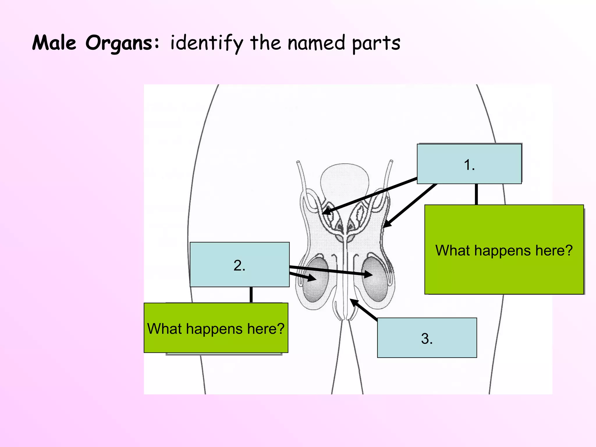 Reproduction lesson 2 | PPT