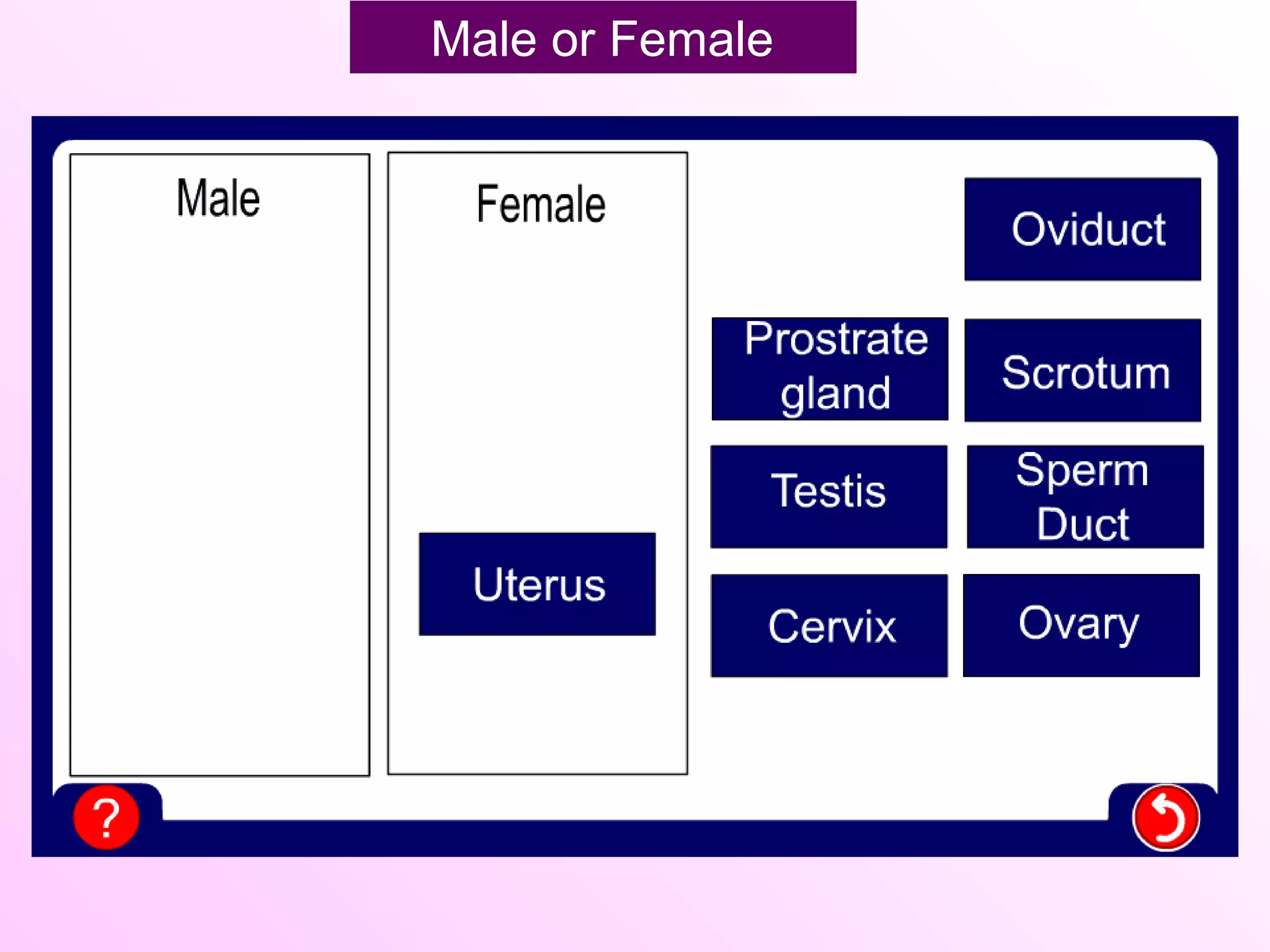 Reproduction lesson 2 | PPT