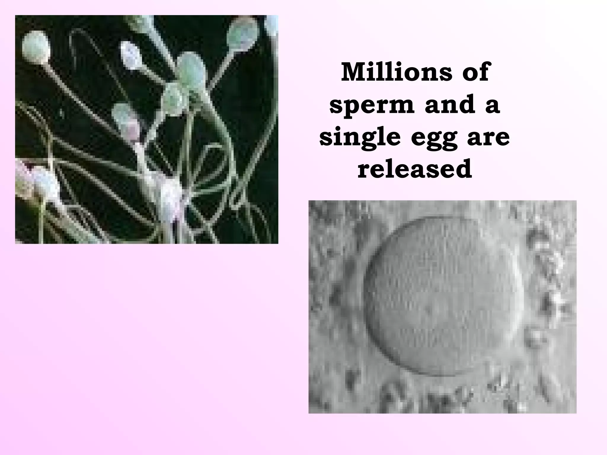 Human reproduction lesson 3 | PPT