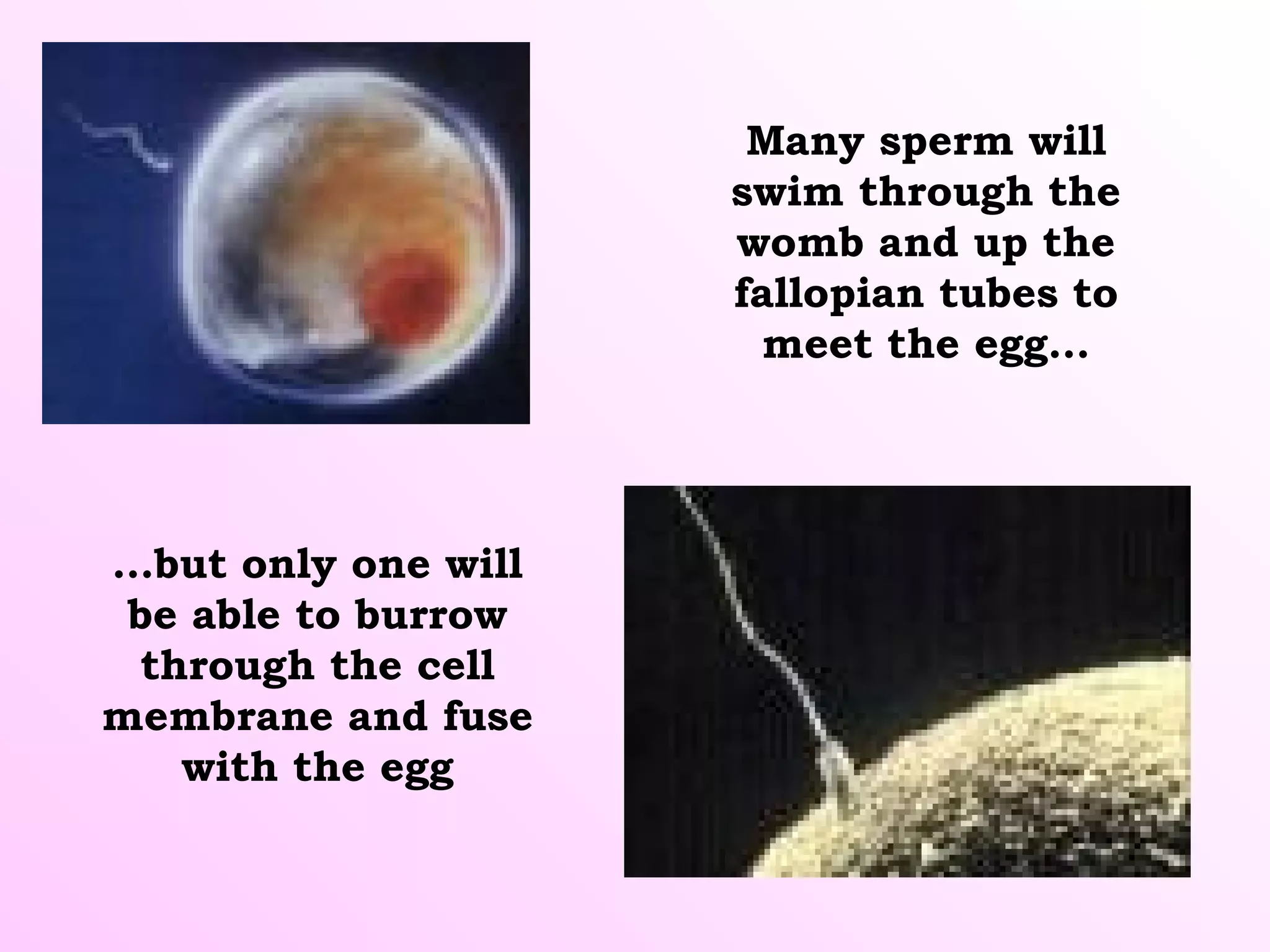 Human reproduction lesson 3 | PPT