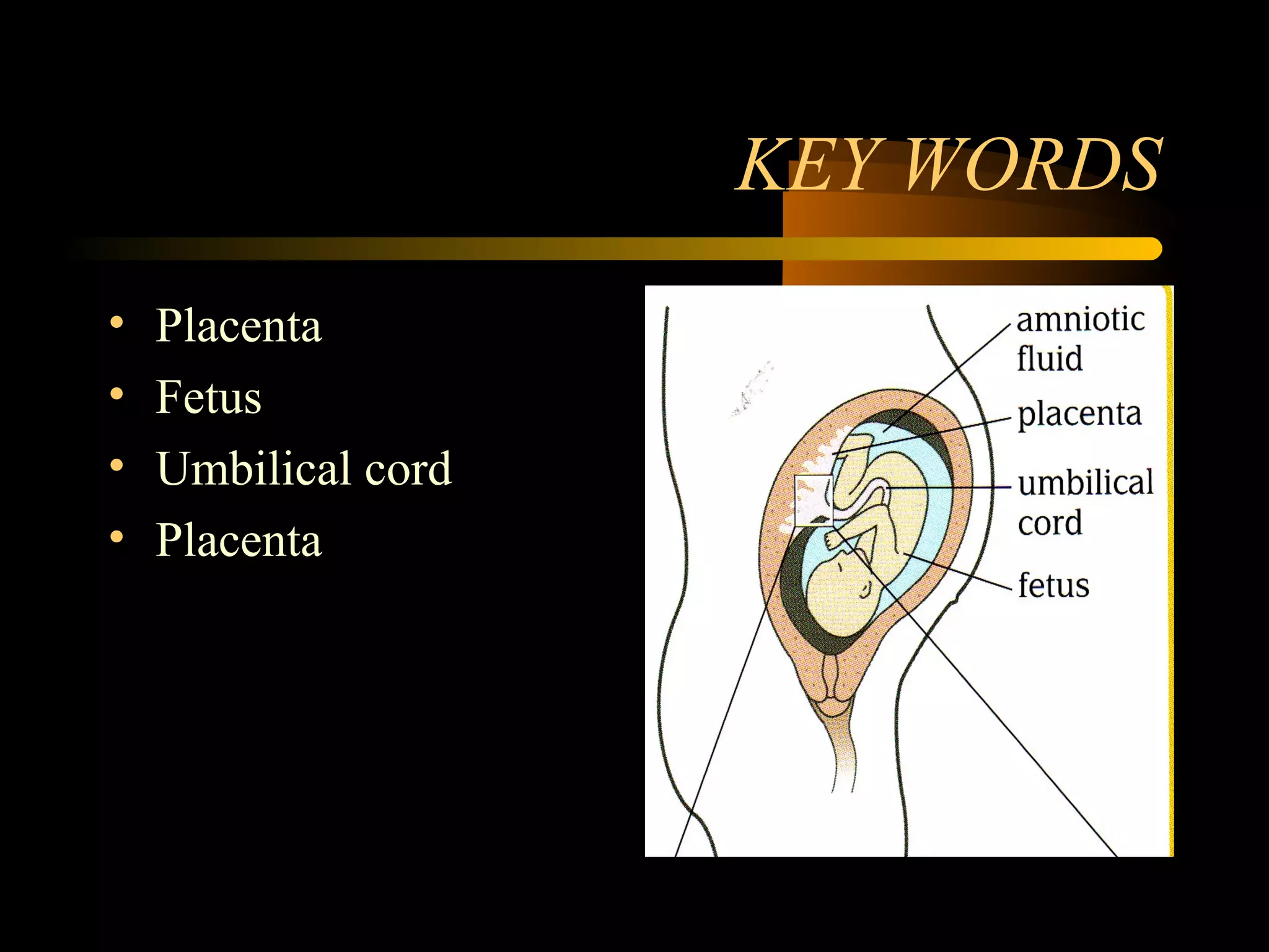 Human reproduction lesson 4 | PPT