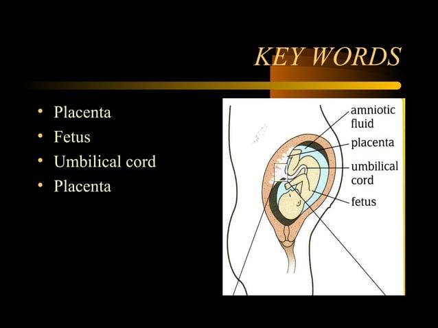 Human reproduction lesson 4 | PPT