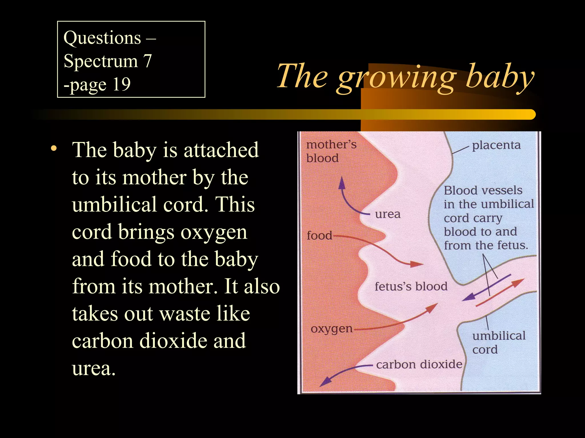 Human reproduction lesson 6 | PPT | Free Download