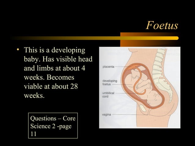 Human reproduction lesson 6 | PPT