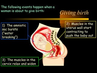 Human reproduction lesson 6 | PPT
