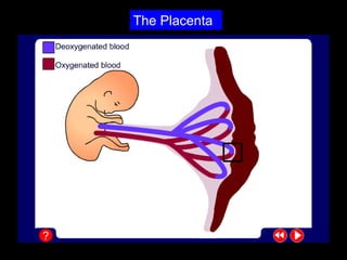 Human reproduction lesson 6 | PPT