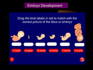 Human reproduction lesson 6 | PPT