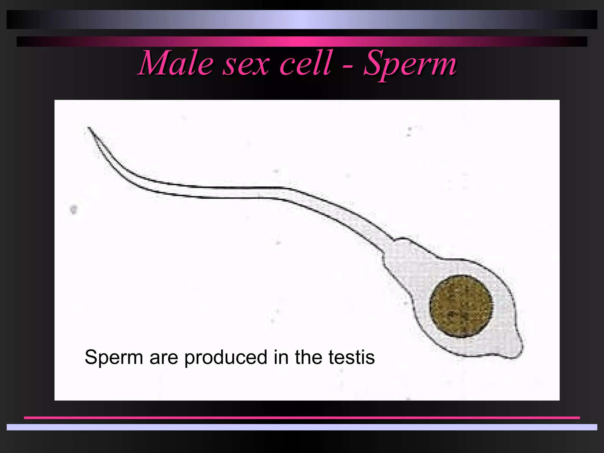 Human reproduction lesson 8 | PPT
