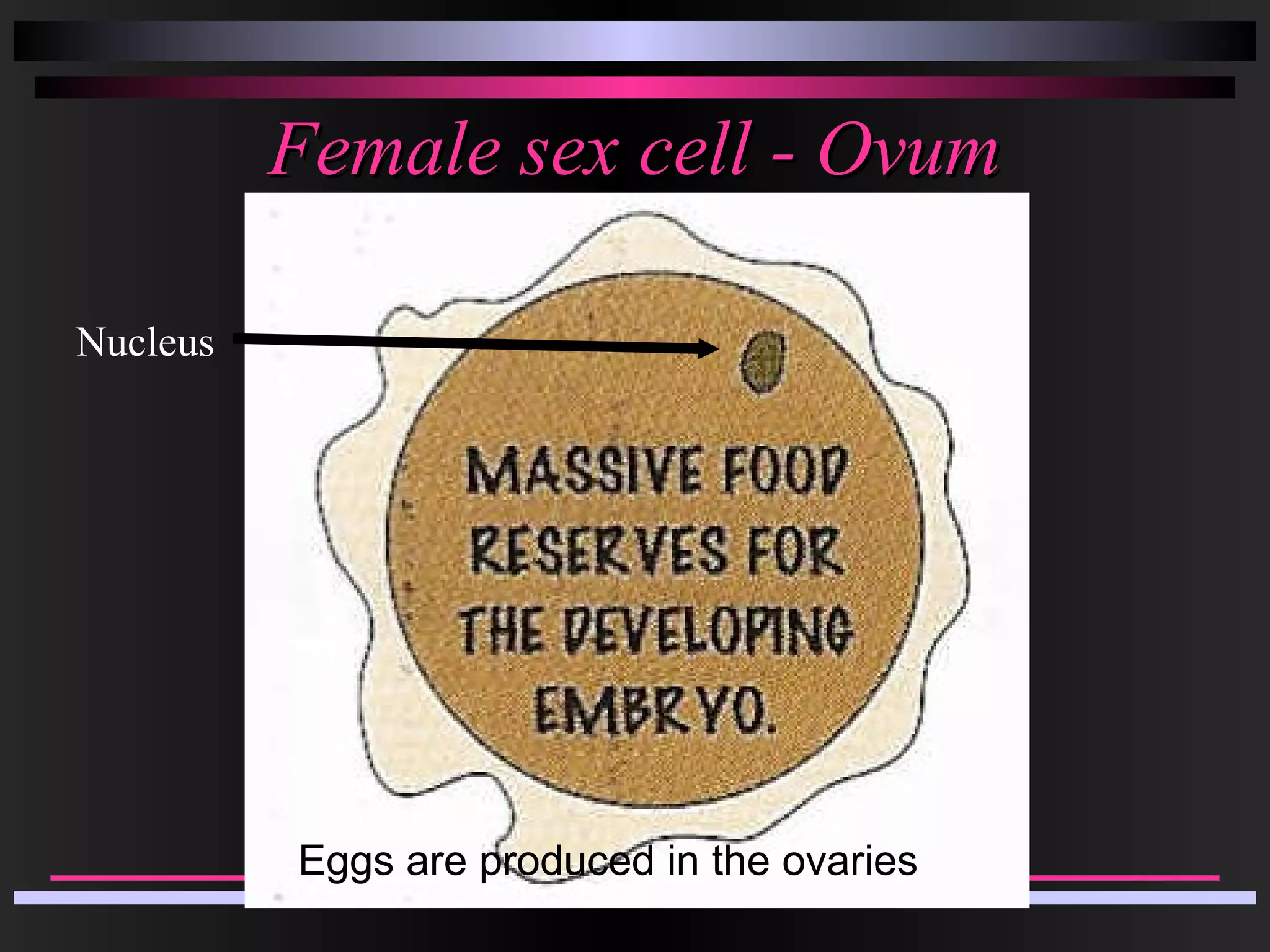 Human reproduction lesson 8 | PPT
