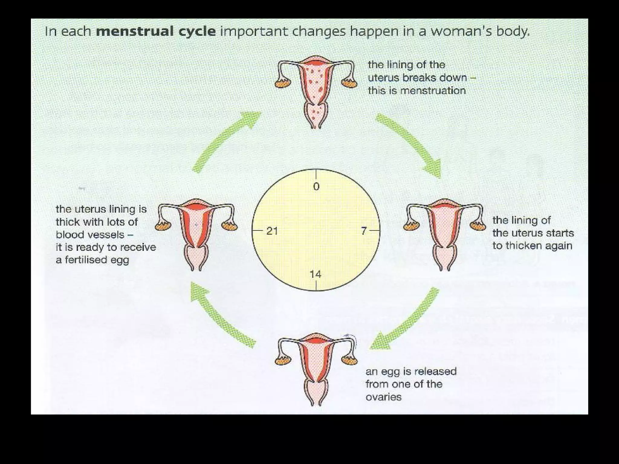 Human reproduction lesson 9 | PPT
