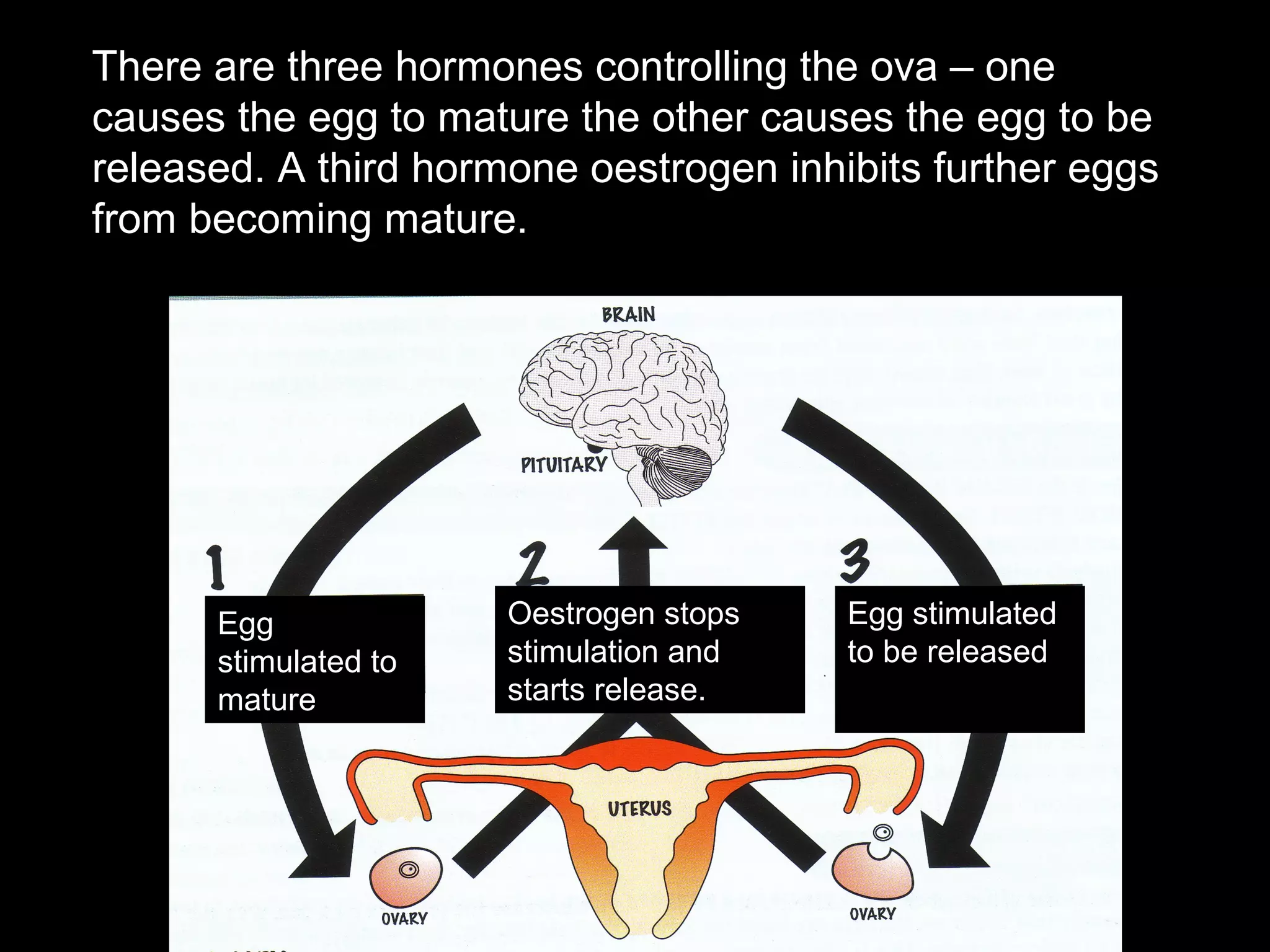 Human reproduction lesson 9 | PPT