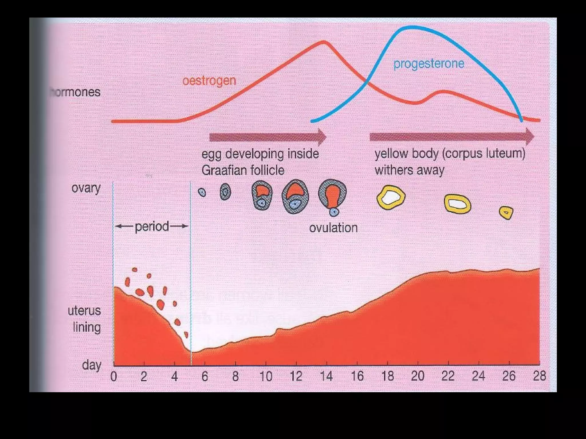 Human reproduction lesson 9 | PPT