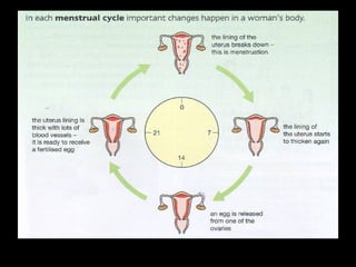 Human reproduction lesson 9 | PPT