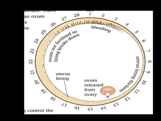 Human reproduction lesson 9 | PPT