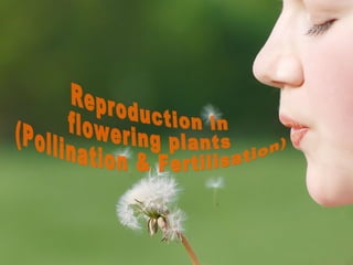 Reproduction lesson 5a (pollination and fertilisation) | PPT