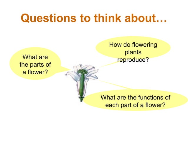 Reproduction lesson 5a (pollination and fertilisation) | PPT
