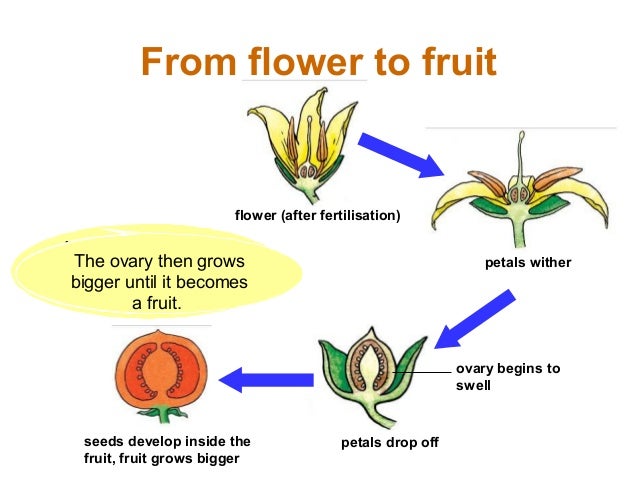 Reproduction Lesson 5a pollination And Fertilisation Reproduction Lesson 5a pollination And Fertilisation