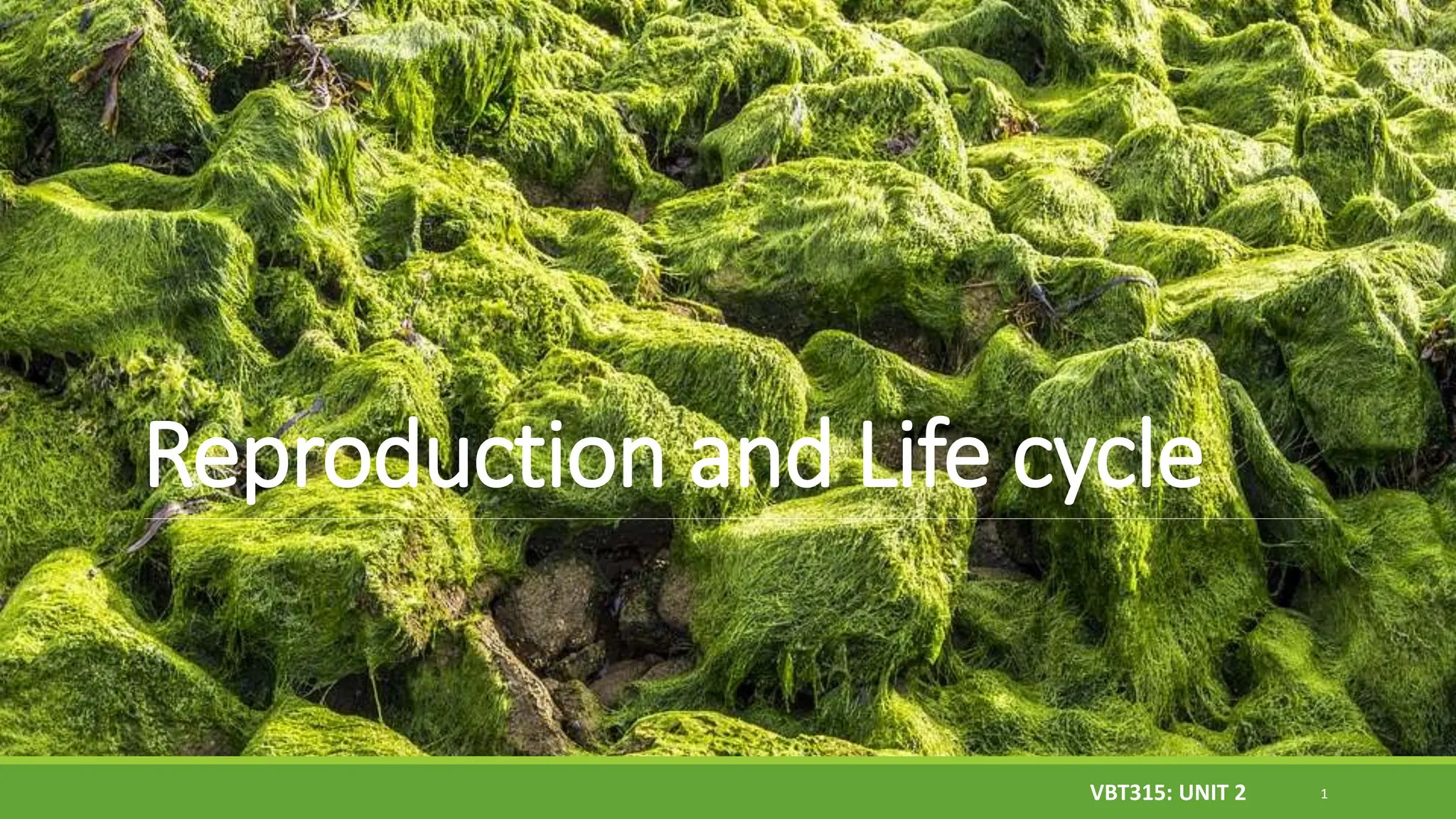 Reproduction And Life Cycle Of Micro And Macro Algae Ppt