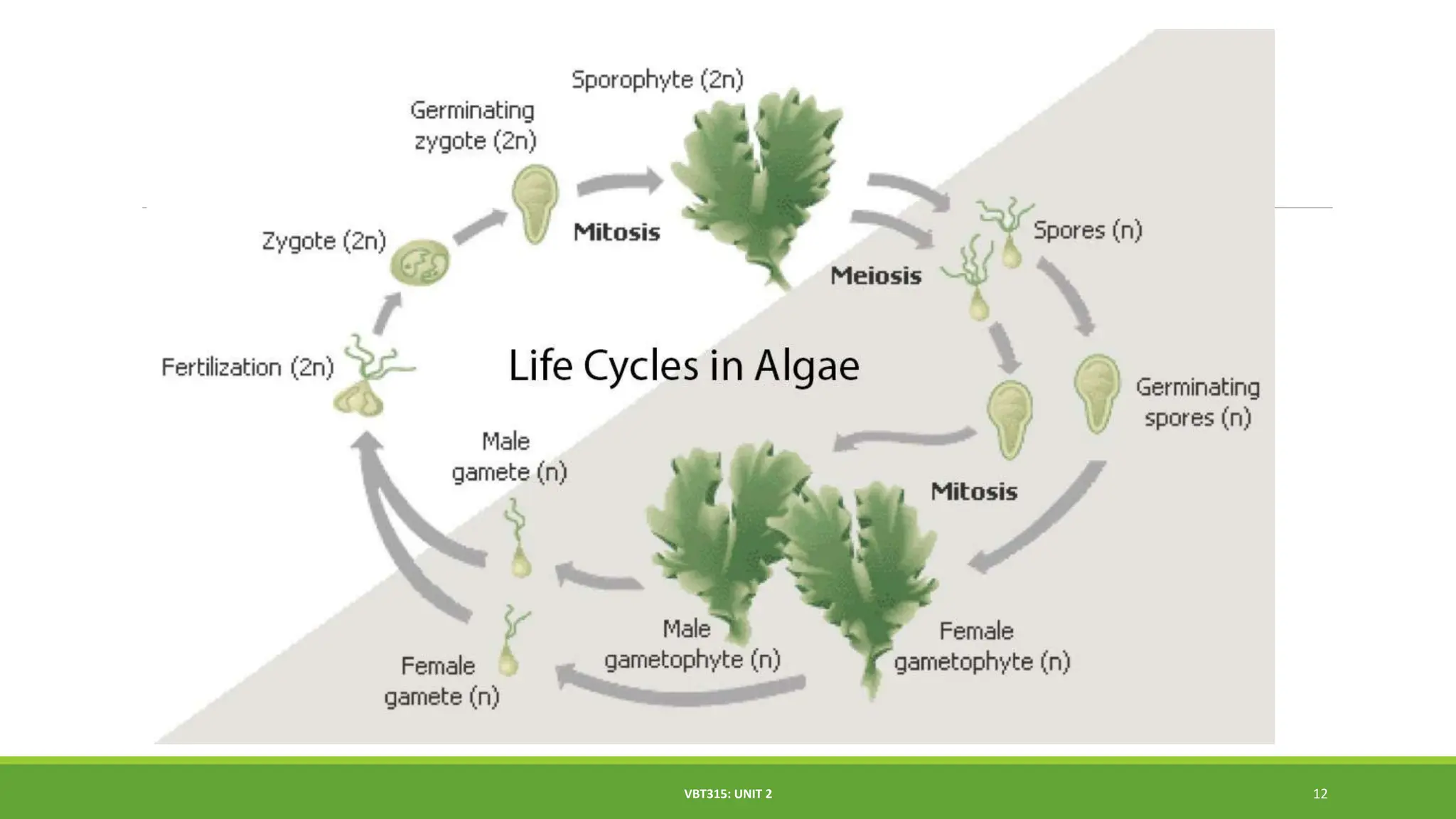 Reproduction & Life cycle of micro and macro algae | PPT