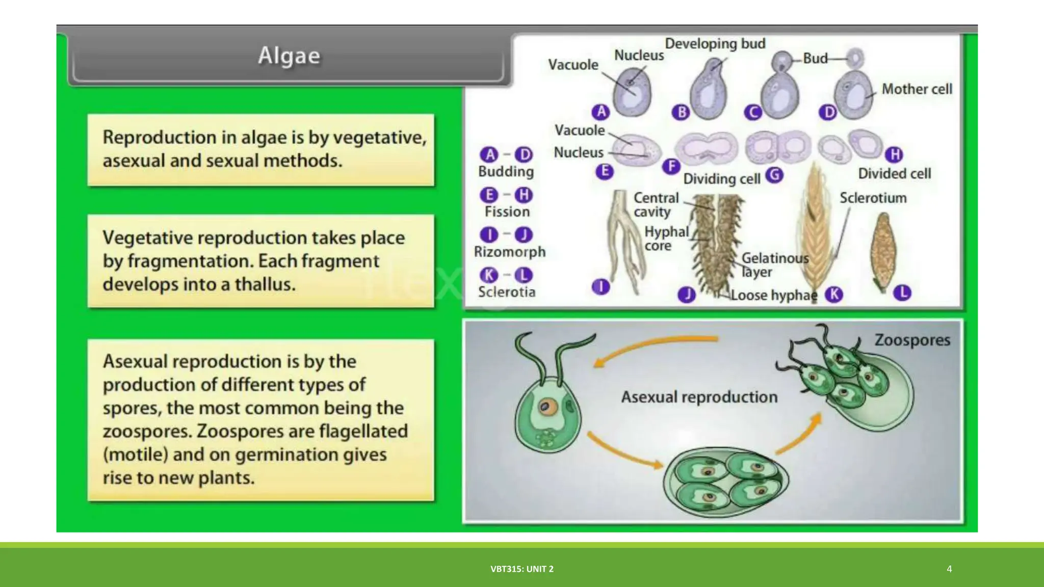 Reproduction & Life cycle of micro and macro algae | PPT