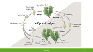Reproduction & Life cycle of micro and macro algae | PPT