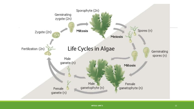 Reproduction & Life cycle of micro and macro algae | PPT