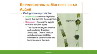 Reproduction & Life cycle of micro and macro algae | PPT