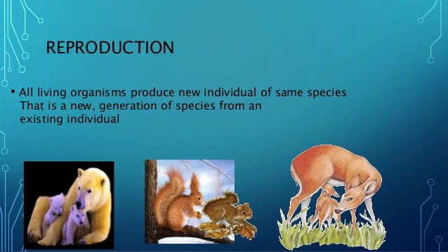 Reproduction (life of cycle)