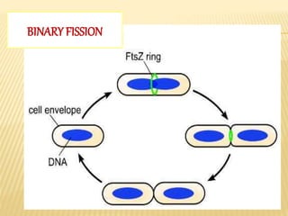 Reproduction methods in bacteria | PPTX