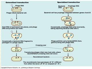 Reproduction methods in bacteria | PPT